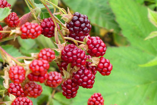 Bio-Brombeersträucher bei Baumschule Brenninger